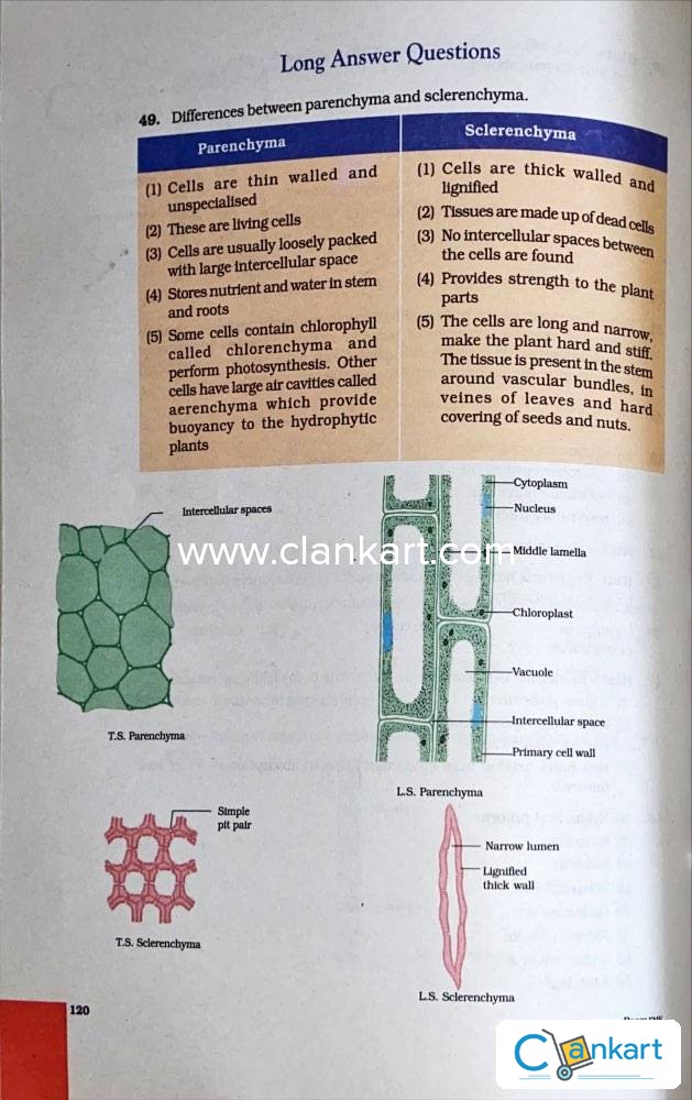 Buy 'NCERT Science Exemplar For Class 9 Latest Edition 2024' Book In ...