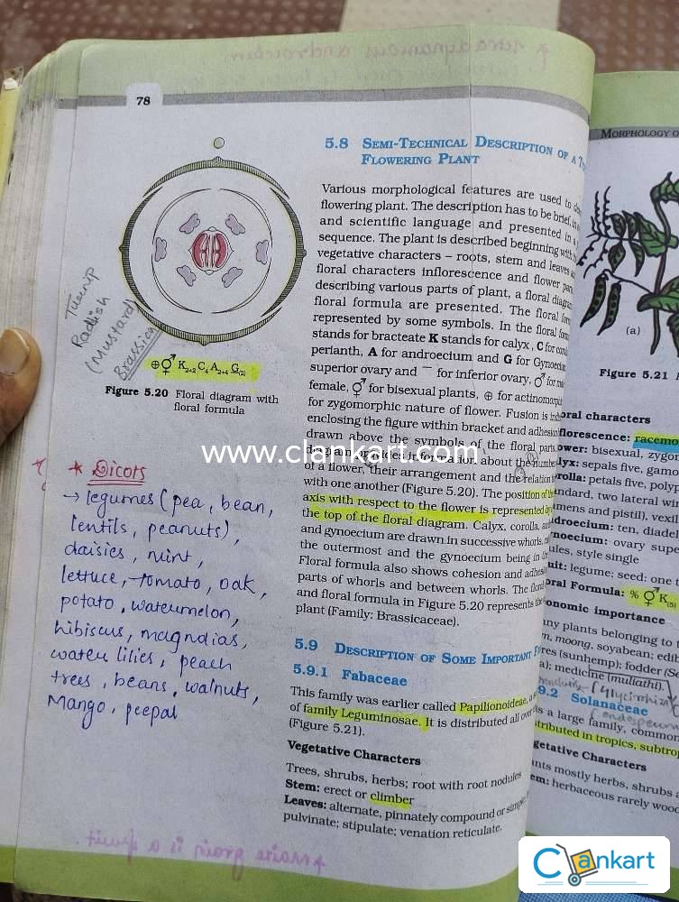 Buy 'Textbook For Class 11 Biology' Book In Good Condition At Clankart.com