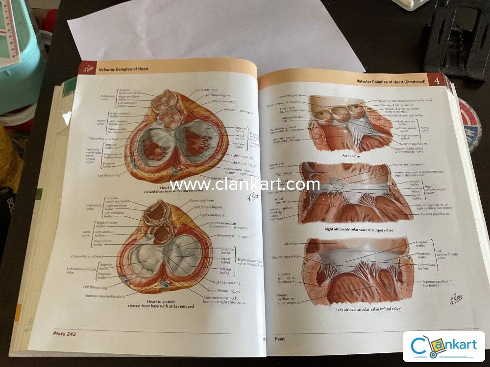 Buy 'Netters Atlas' Book In Excellent Condition At Clankart.com