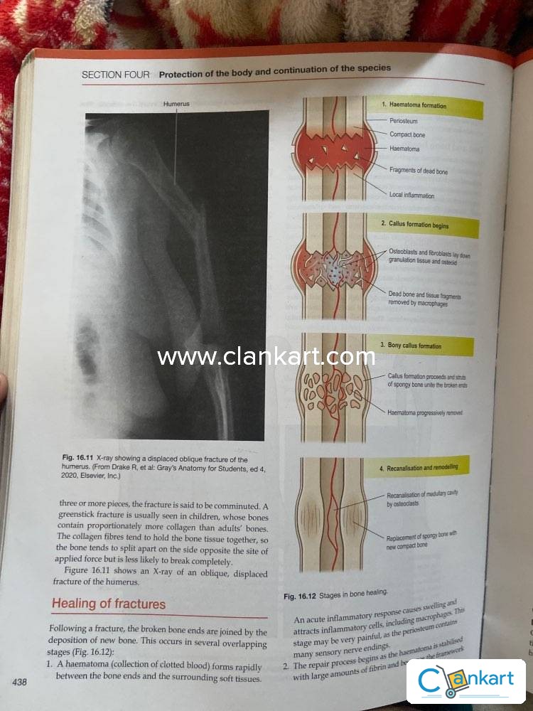 Ross & Wilson Anatomy And Physiology In Health A: 14th Edition