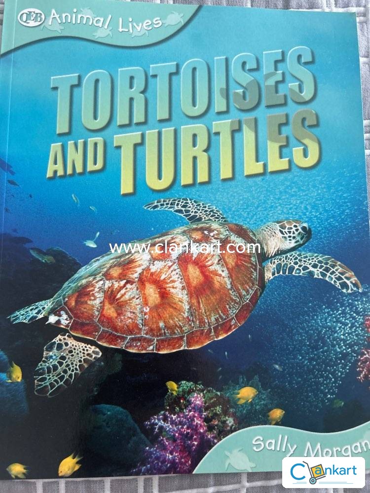 Buy 'Animal Lives: (8 - Set) Second Series (QEB Animal Lives: Bees ...