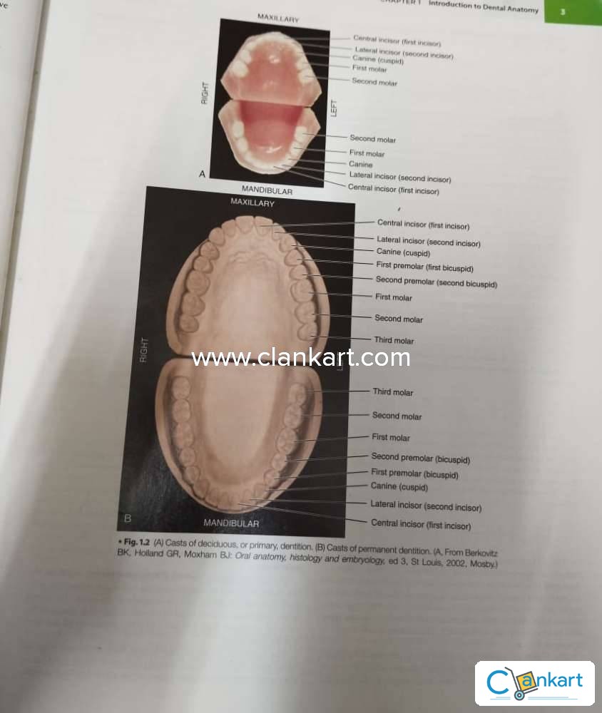 Anatomía Oral De Wheeler Wheeler. Anatomía, Fisiología Y Oclusión